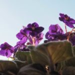 Top African Violet Instagram Accounts - African Violet Resource Center