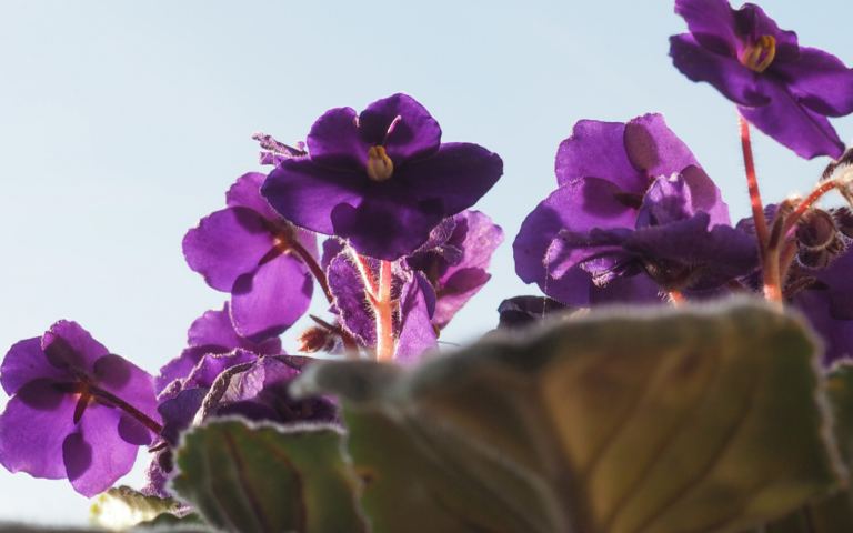 African Violet Resource Center