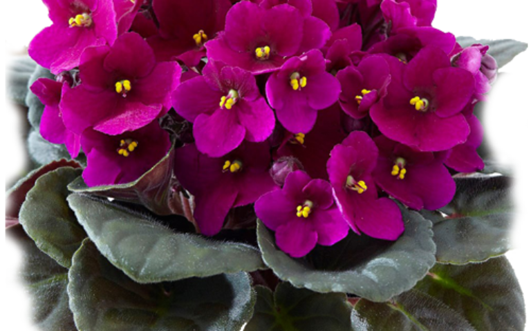 African Violet Resource Center