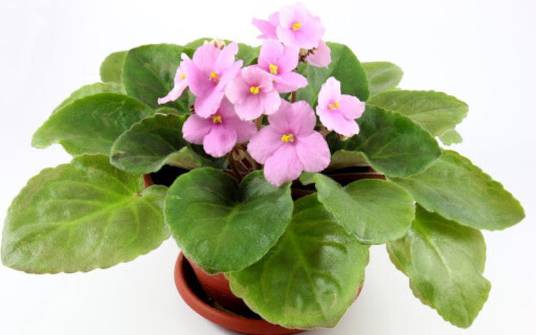 African Violet Resource Center