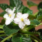 African Violet With Droopy Leaves: 3 Common Causes (and Cures!)