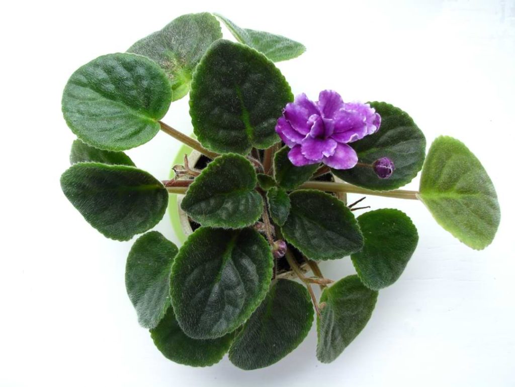 How Do I Get My African Violet to Bloom Again?