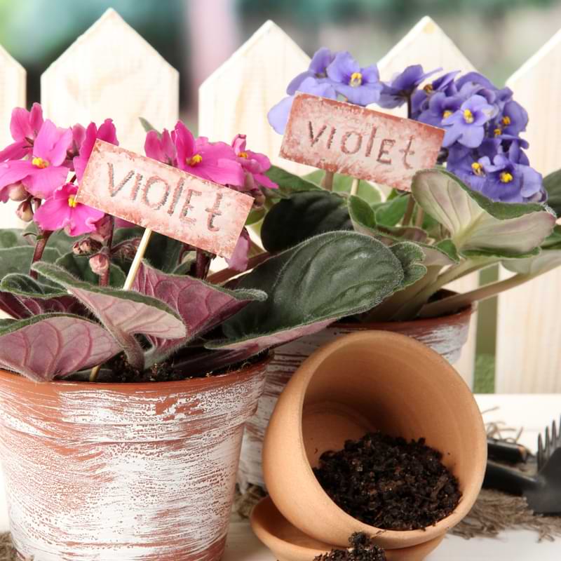 African Violet Not Blooming? The Ultimate Troubleshooting Checklist