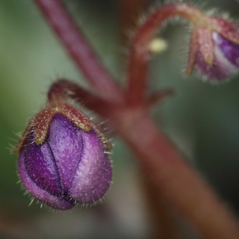 6 Reasons Your African Violet Won’t Bloom and How to Fix Them - African ...