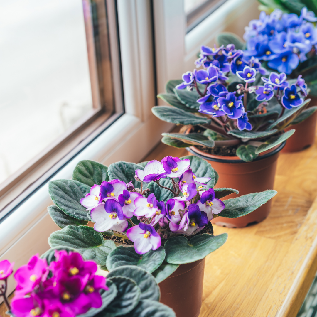 Best African Violet Plant Stands and Pots - African Violet Resource Center