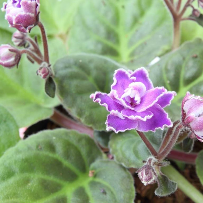 African Violet Diseases & Fungus | Causes and How to Fix