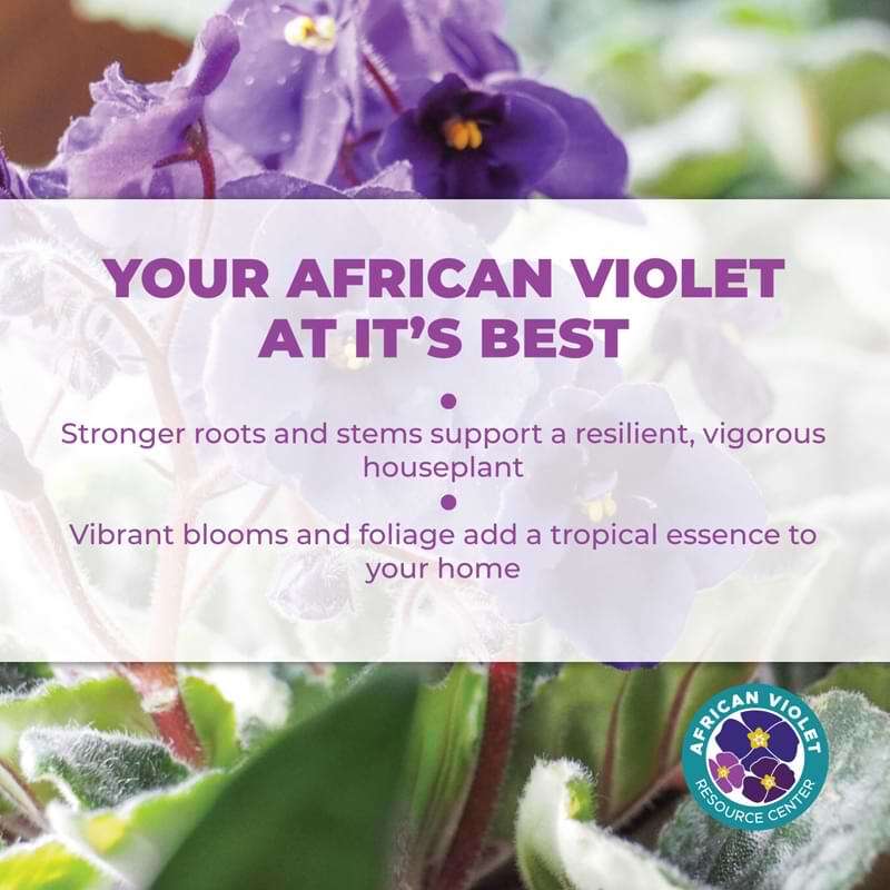 African Violet Plant Food | African Violet Resource Center