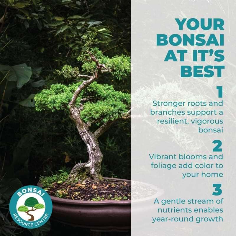 Bonsai Tree Food - African Violet Resource Center