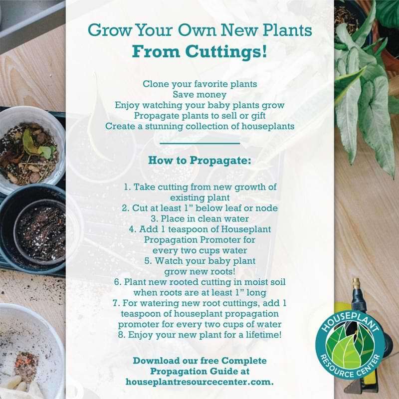 Houseplant Propagation Promoter | African Violet Resource Center