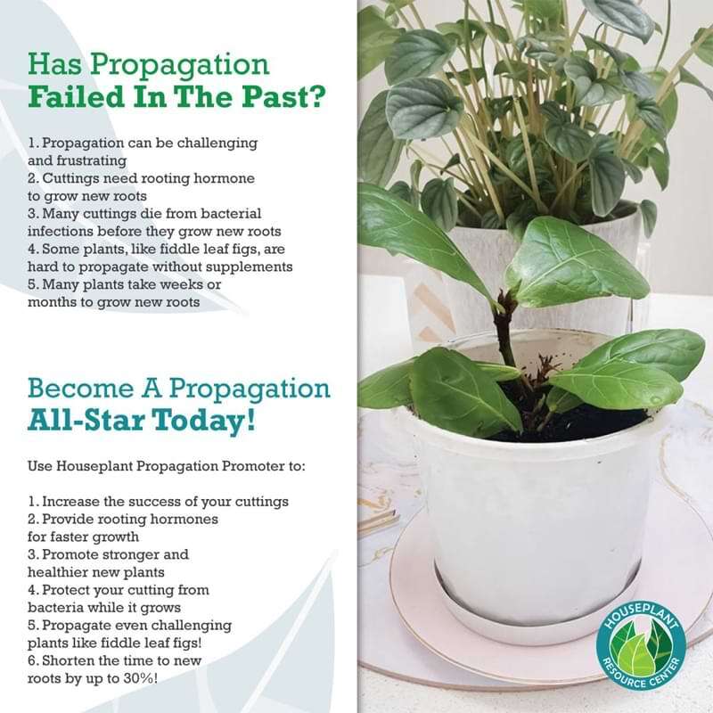 Houseplant Propagation Promoter | African Violet Resource Center