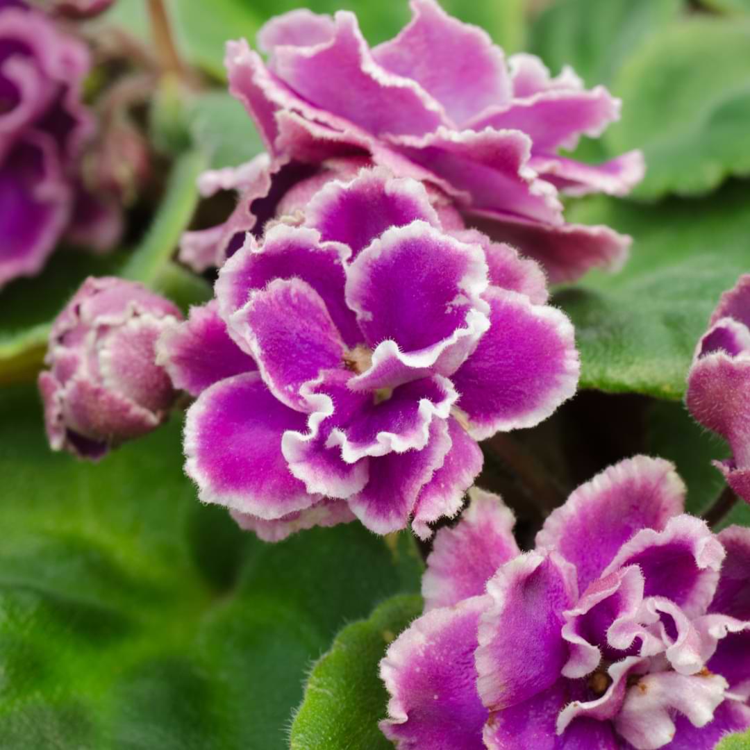How to Grow Trailing African Violets