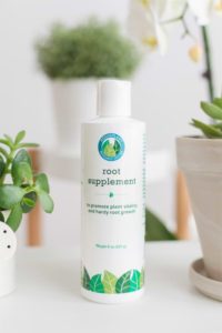 How to Fix African Violet Root Rot - African Violet Resource Center