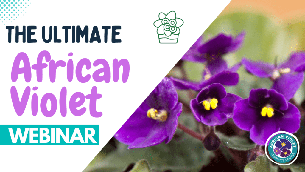 Our Webinar - African Violet Resource Center