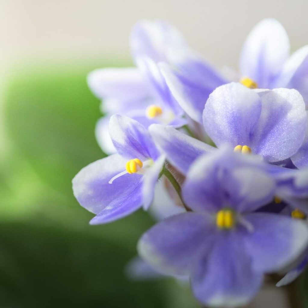 Can African Violets Get Too Much Light - African Violet Resource Center