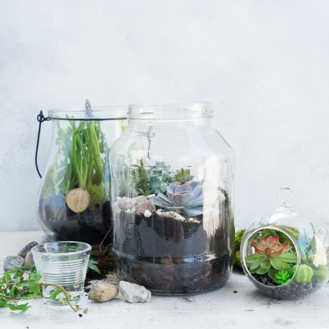 African Violet Terrarium and Vivarium Set-Up And Care Guide