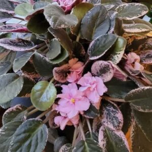 6 Types of Variegated African Violets | Care Guide