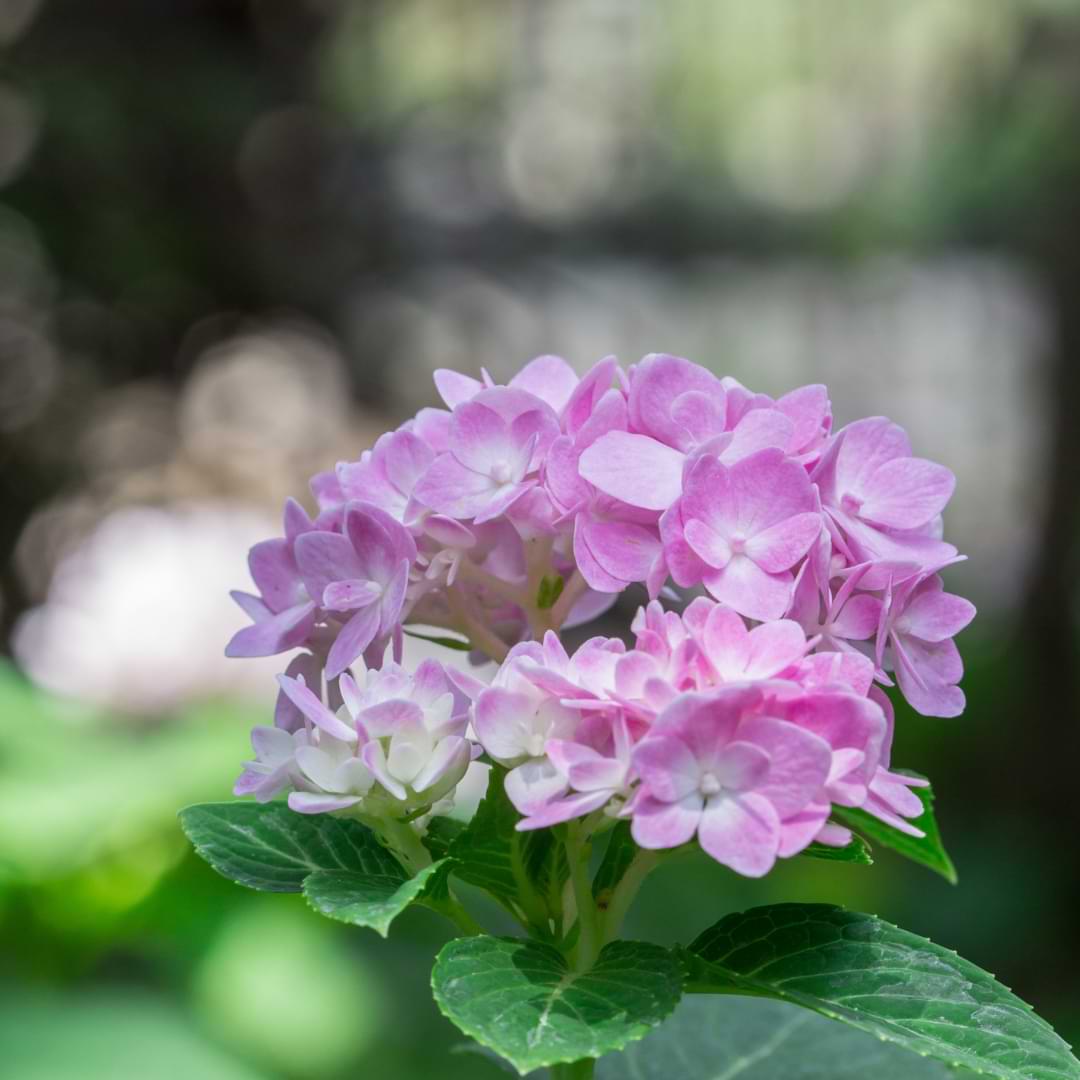 How To Divide An African Violet Crown | Splitting African Violet Babies