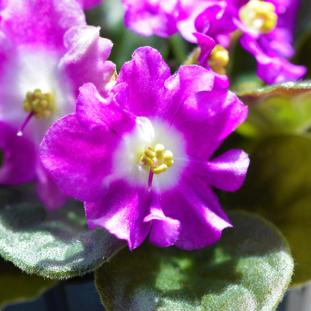 How To Divide An African Violet Crown | Splitting African Violet Babies