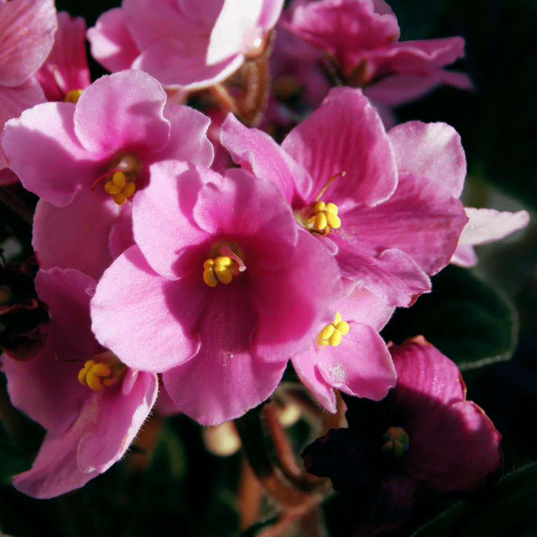 9 Types of Pink African Violets - African Violet Resource Center