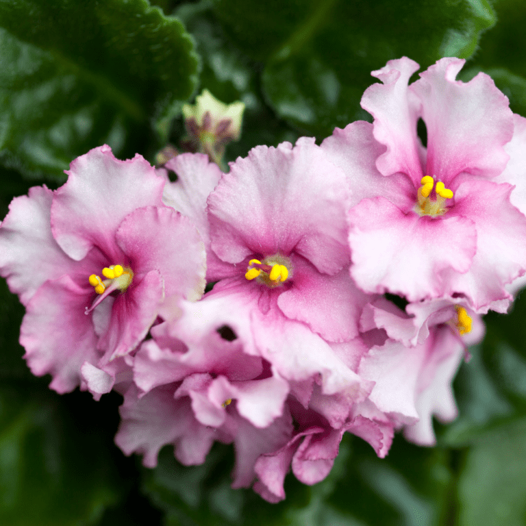 9 Types of Pink African Violets - African Violet Resource Center