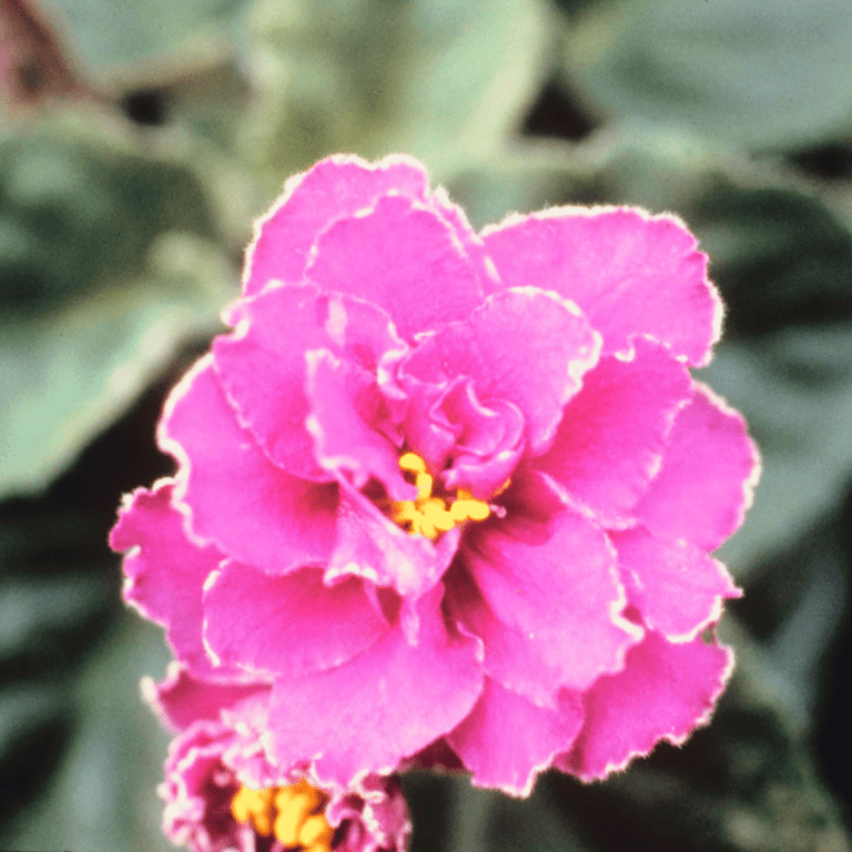 Growing Russian African Violets | Care Guide