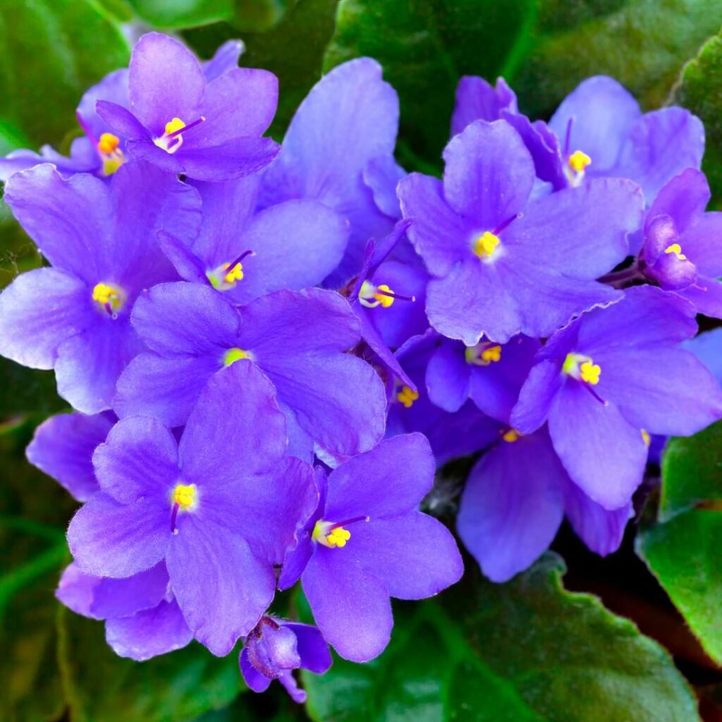 17 Types of Blue African Violets - African Violet Resource Center