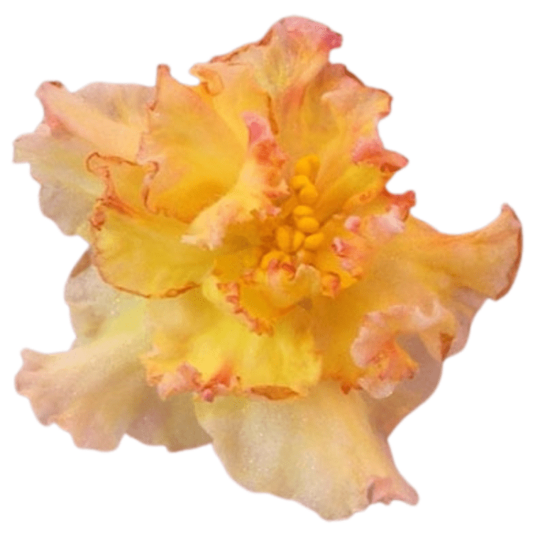 3 African Violets with Yellow Flowers