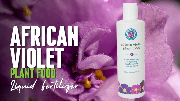 12 African Violets with Purple Flowers