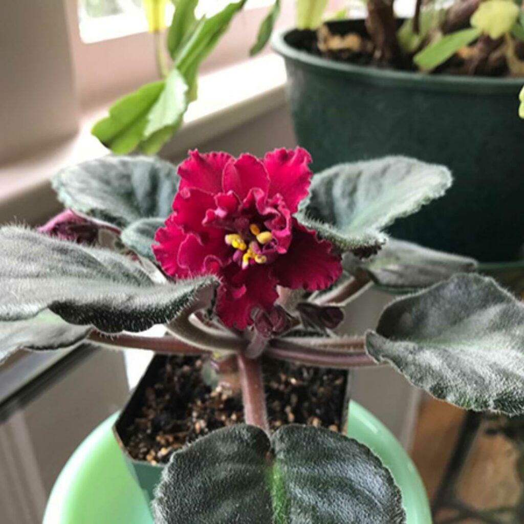 13 Types of Red African Violets | African Violet Resource Center