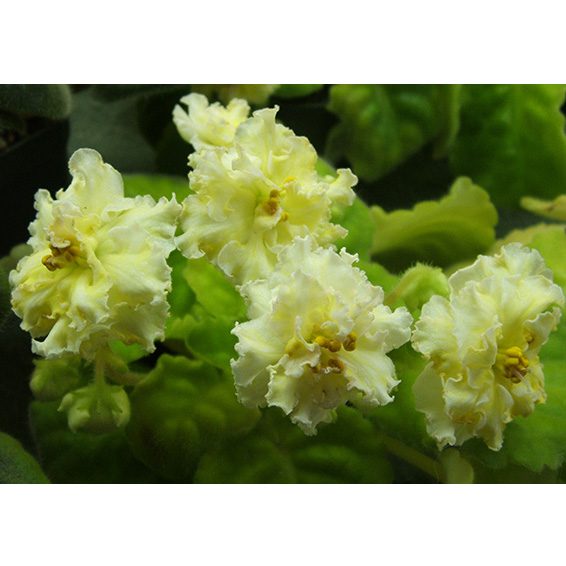 3 African Violets with Yellow Flowers