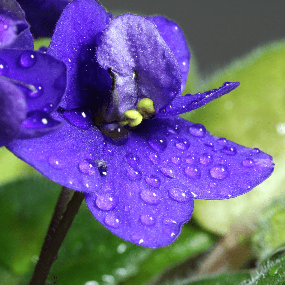 12 African Violets with Purple Flowers
