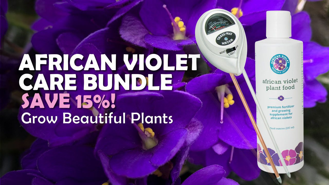 6 Common African Violet Leaf Problems and How to Fix Them