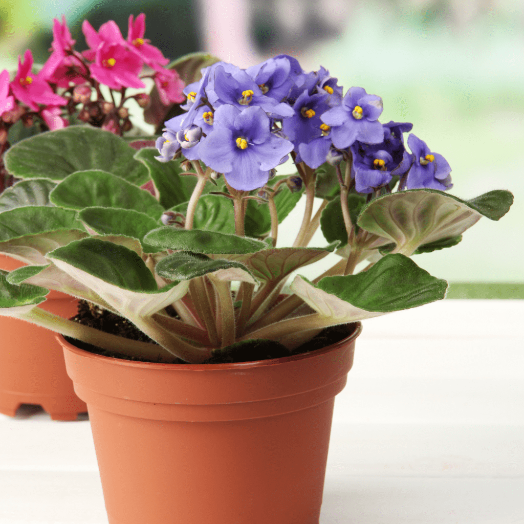Why African Violets Grow Sideways and How to Fix It | African Violet ...