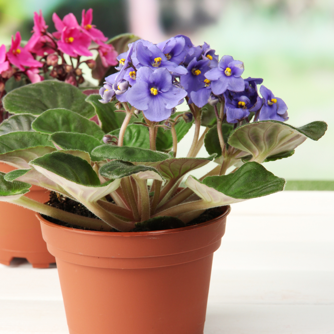 Why African Violets Grow Sideways and How to Fix It | African Violet ...
